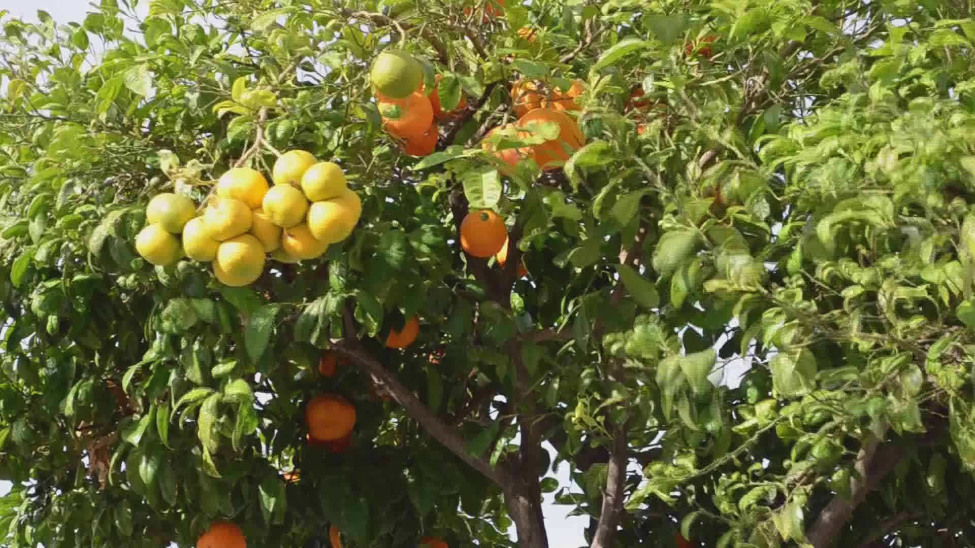 SICCITA' - SOLUZIONI PER AGRUMETI NELL'AGRIGENTINO - Video Mediterraneo